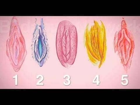 Tout savoir sur les différents types de vagin. | unpetitboutdelise